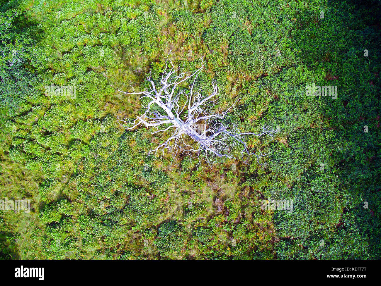 sky view of a dead white tree in the middle of green grass and bracken ...