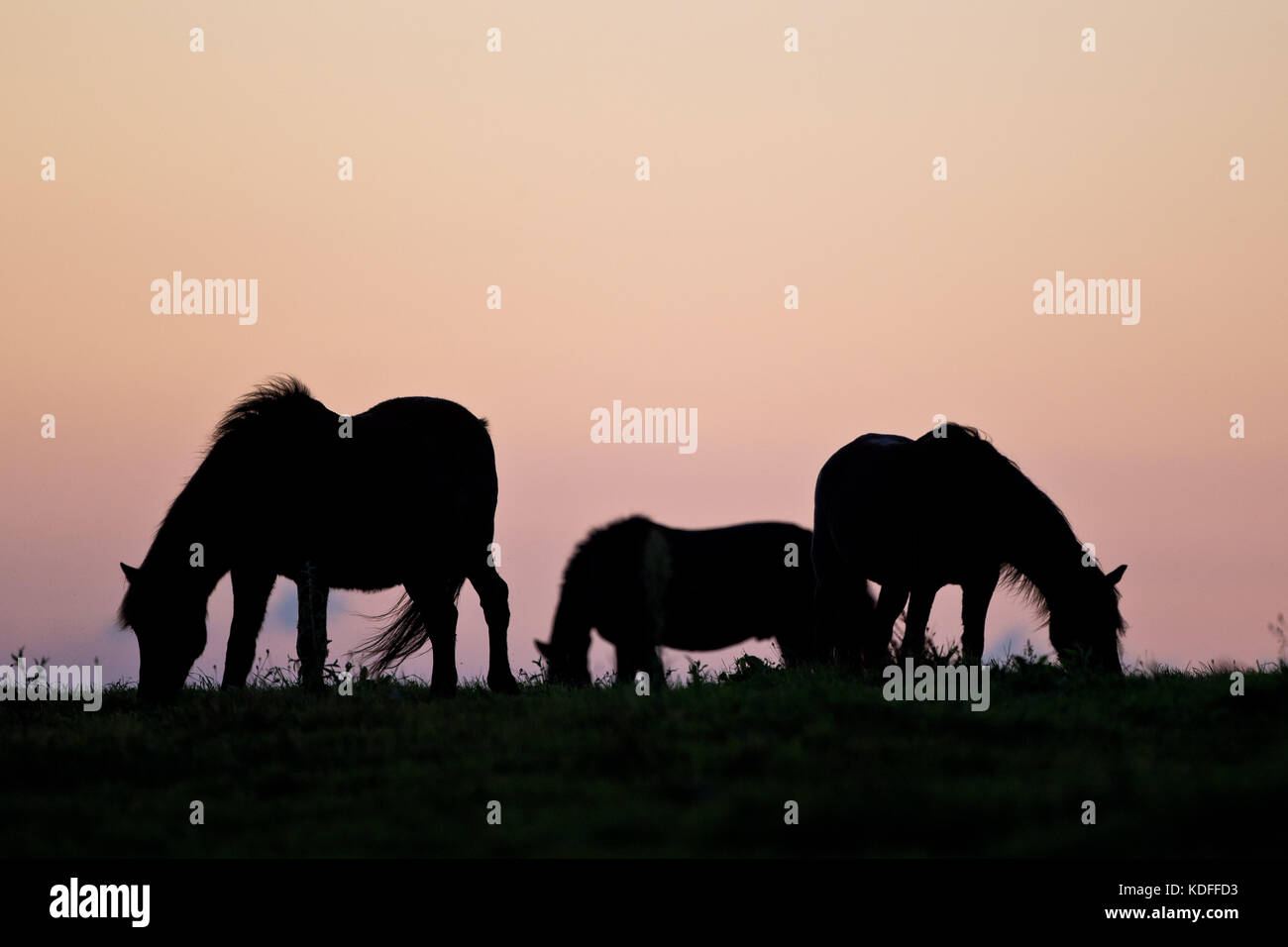 Asturian asturcón or pony is a race of rustic horse and of small size ...