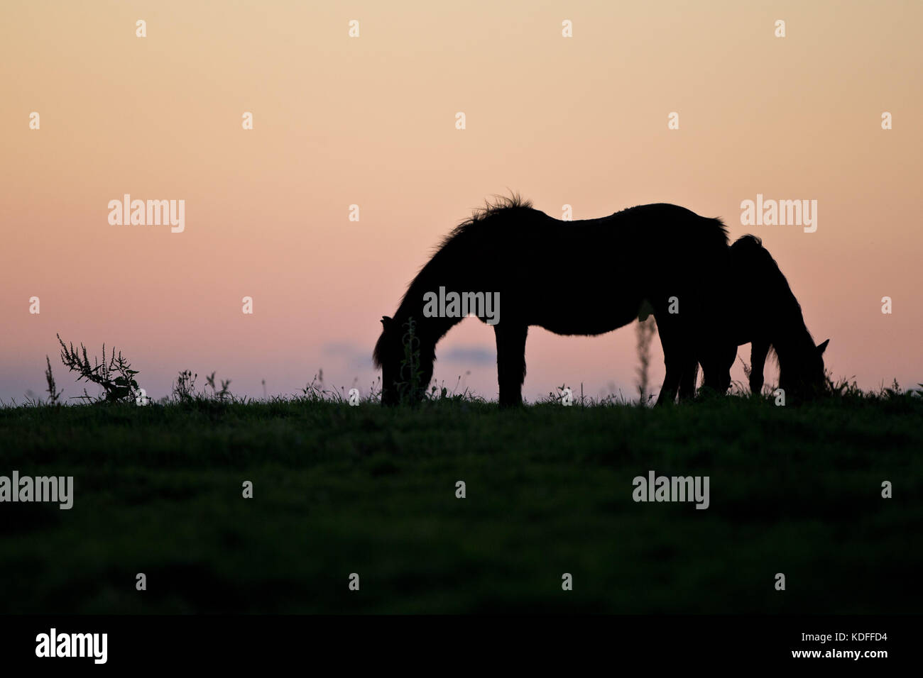 Asturcon pony hi-res stock photography and images - Alamy