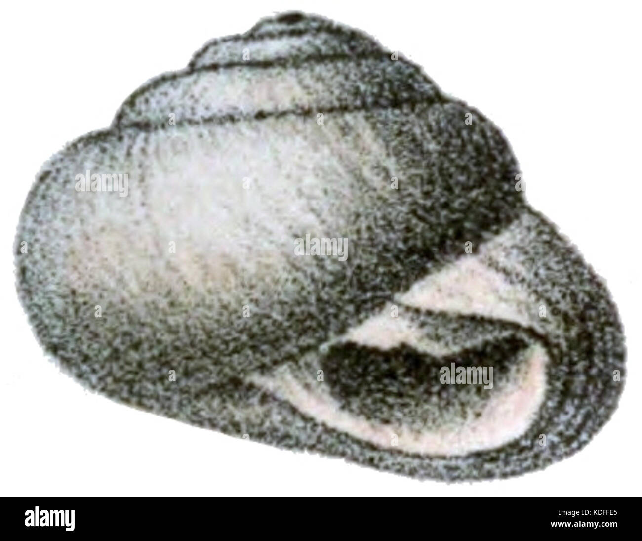 Sphincterochila boissieri shell 2 Stock Photo - Alamy