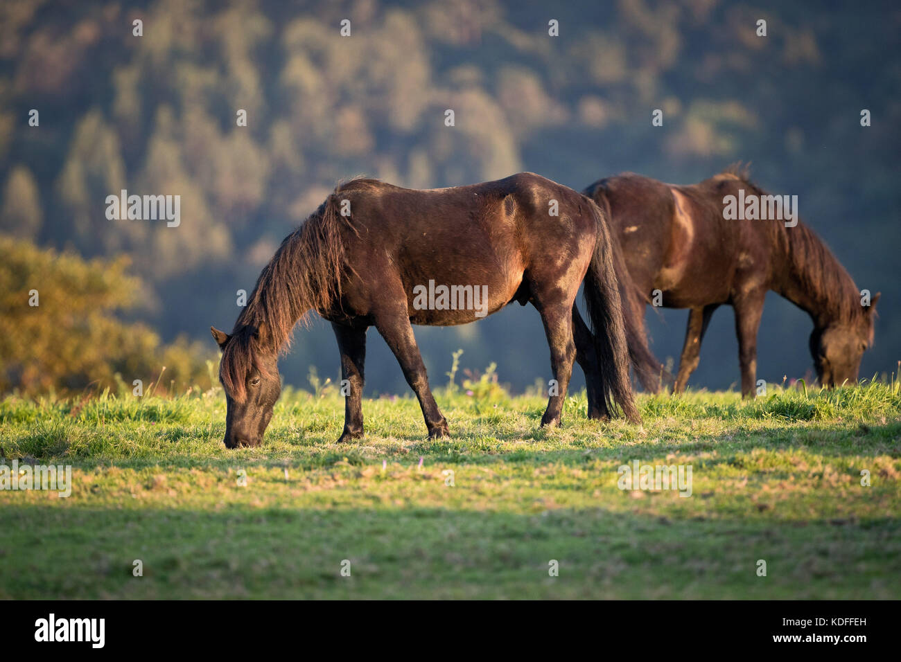 Asturcon pony hi-res stock photography and images - Alamy