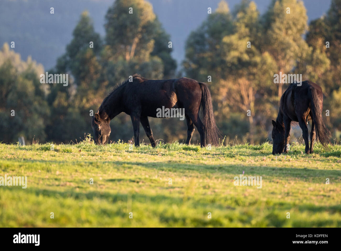 Asturian asturcón or pony is a race of rustic horse and of small size ...