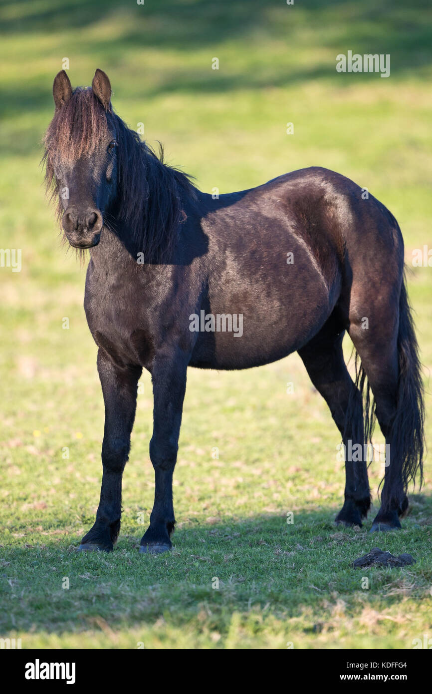 Asturcon horses hi-res stock photography and images - Alamy