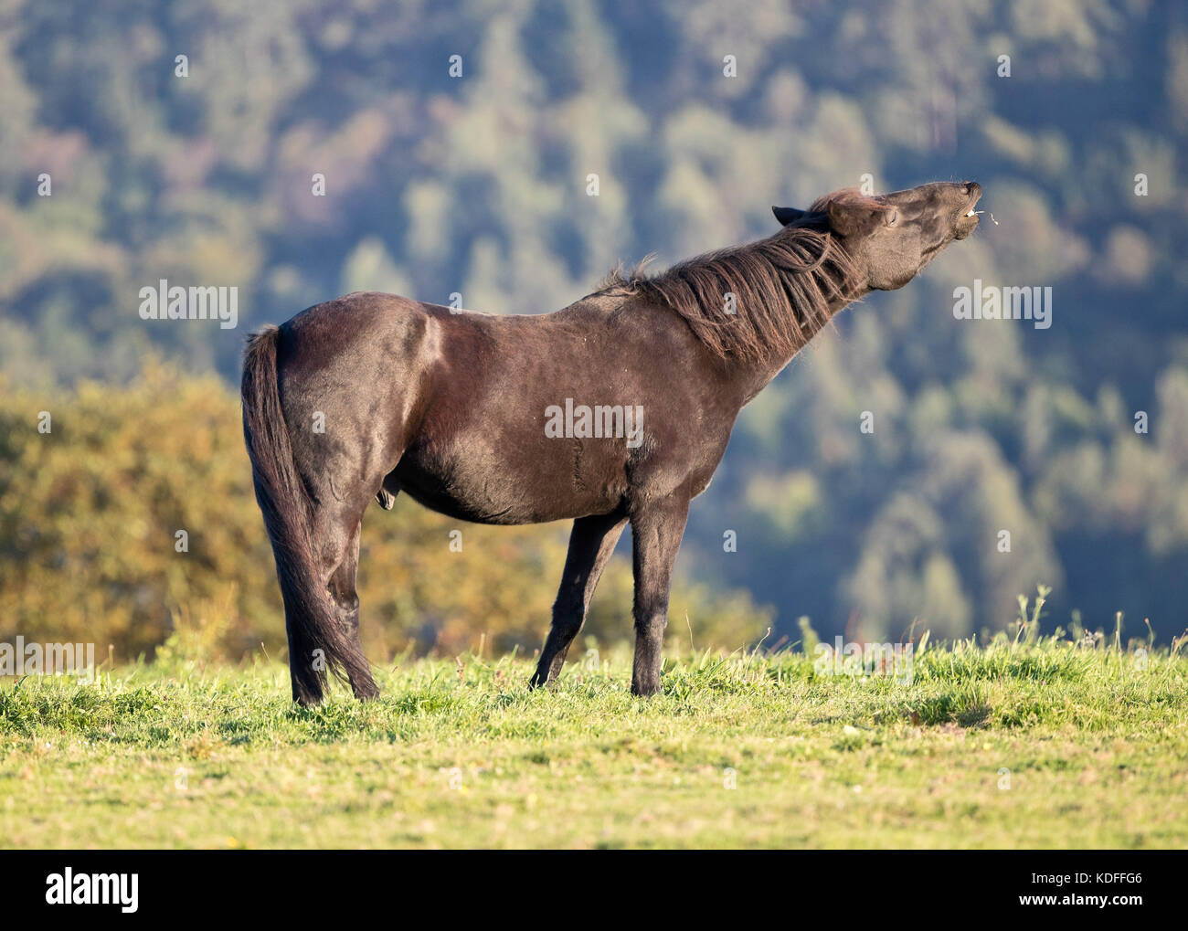 Asturcon pony hi-res stock photography and images - Alamy