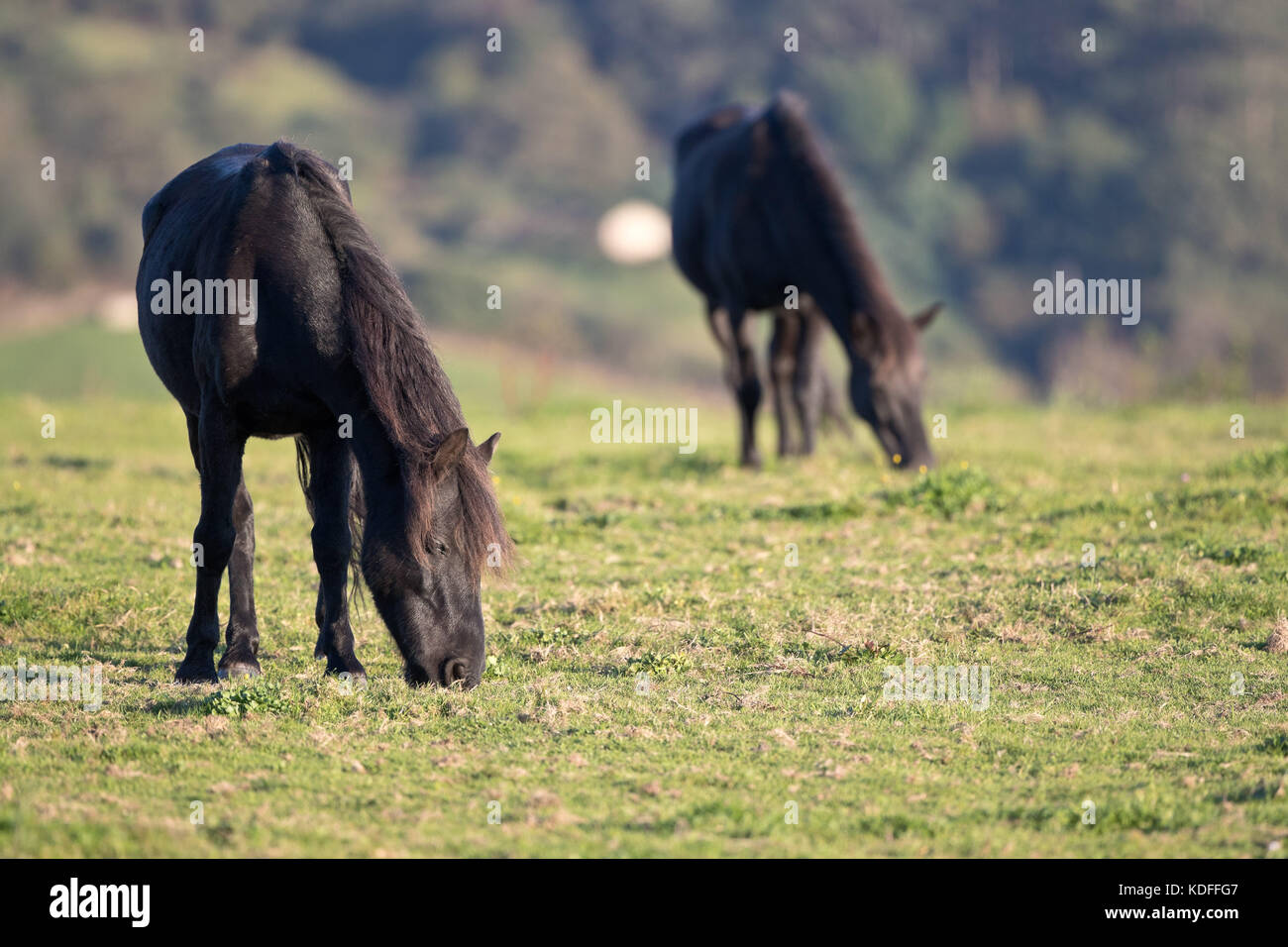 Asturian asturcón or pony is a race of rustic horse and of small size ...