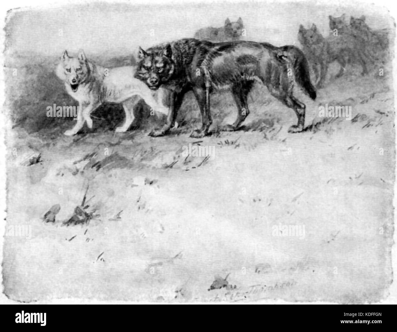 Lobo (The King of Currumpaw Stock Photo - Alamy