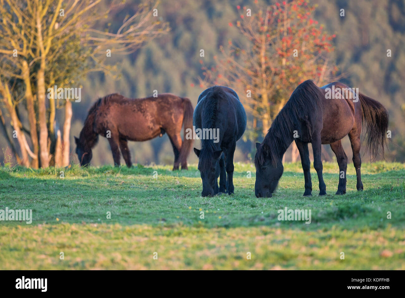Asturian asturcón or pony is a race of rustic horse and of small size ...