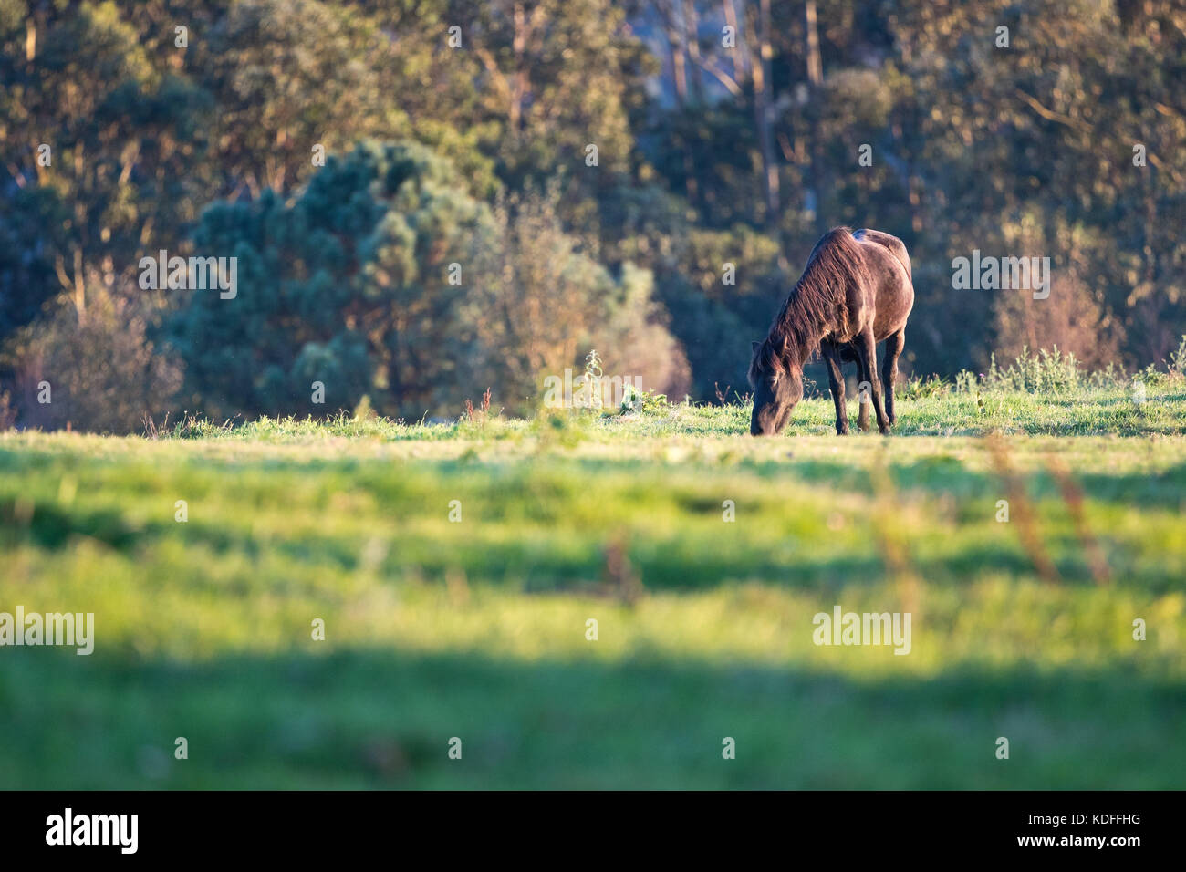 Asturcon horses hi-res stock photography and images - Alamy