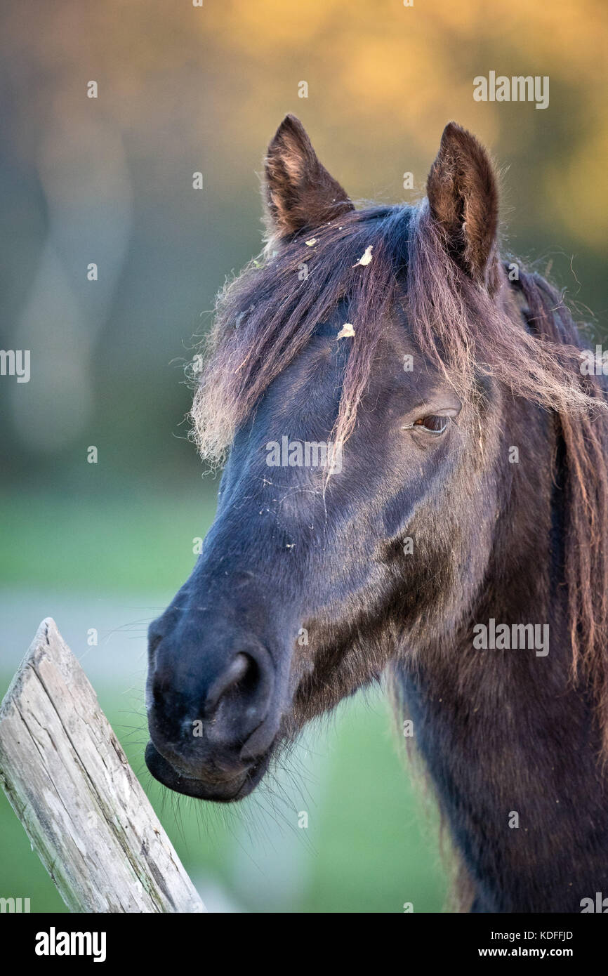 Asturcon pony hi-res stock photography and images - Alamy