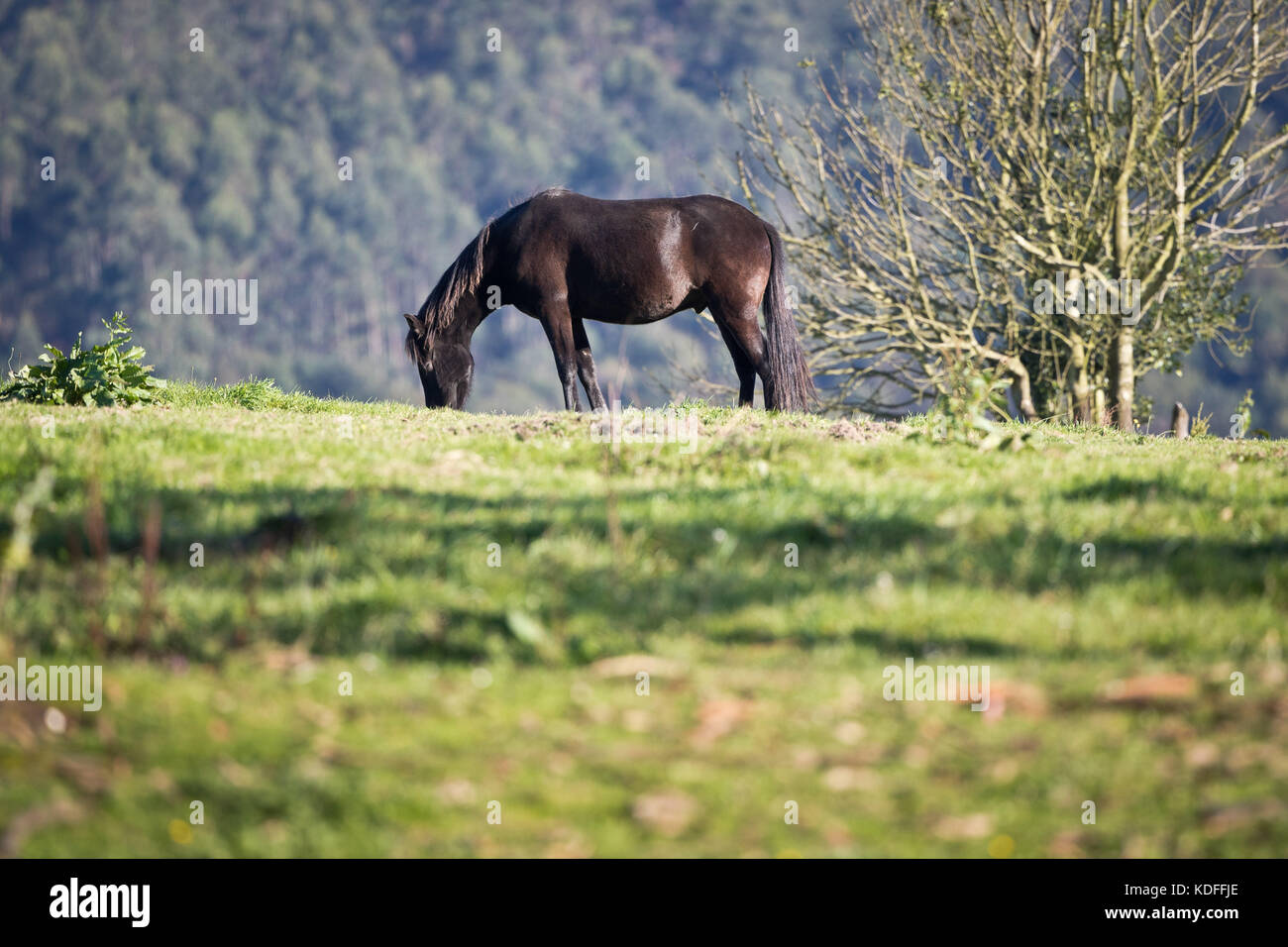 Asturcon pony hi-res stock photography and images - Alamy