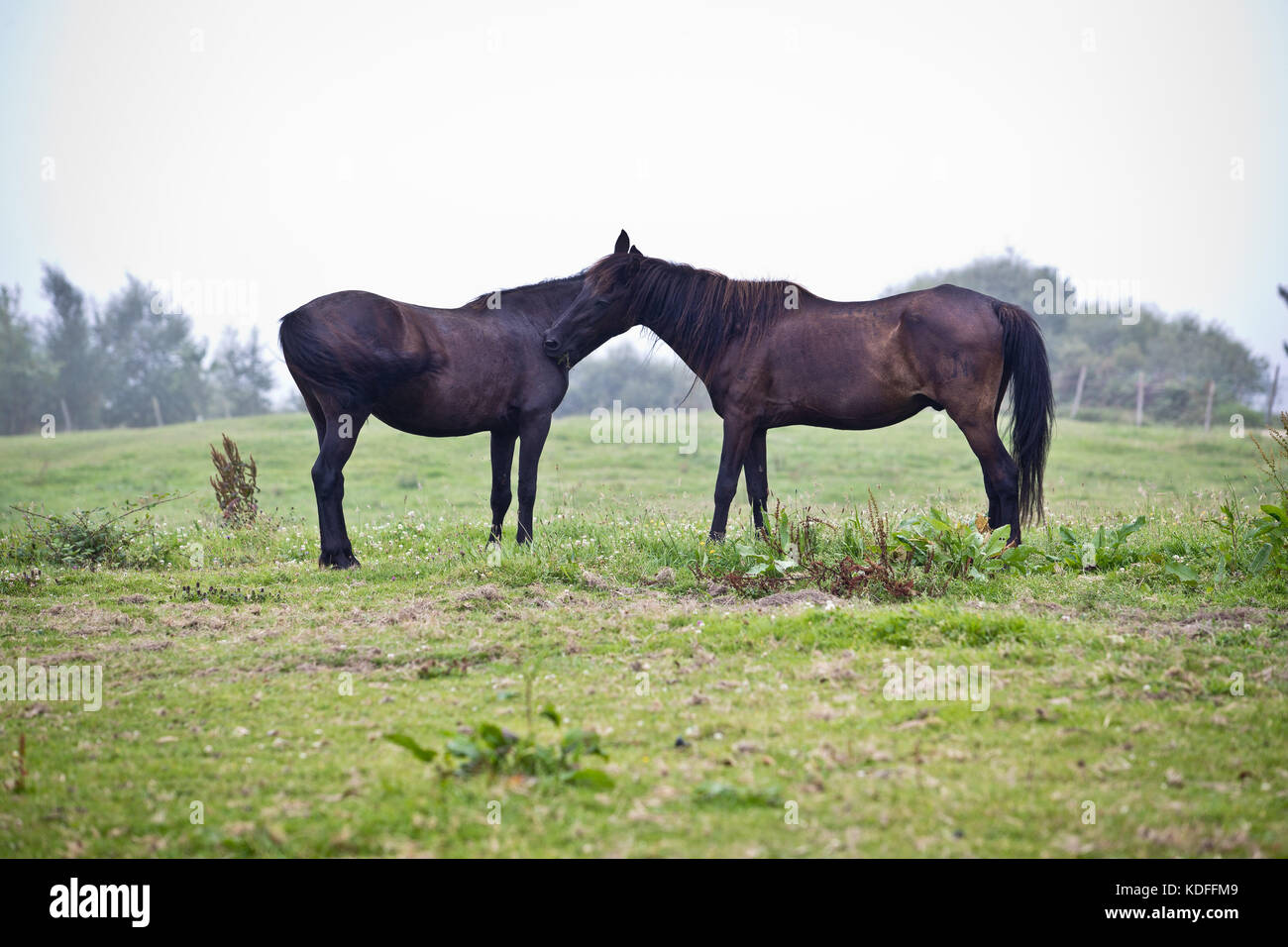 Asturian asturcón or pony is a race of rustic horse and of small size ...