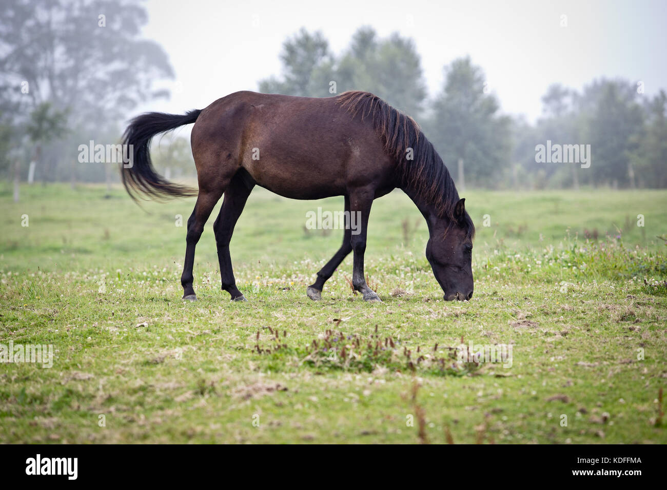 Asturcon horses hi-res stock photography and images - Alamy