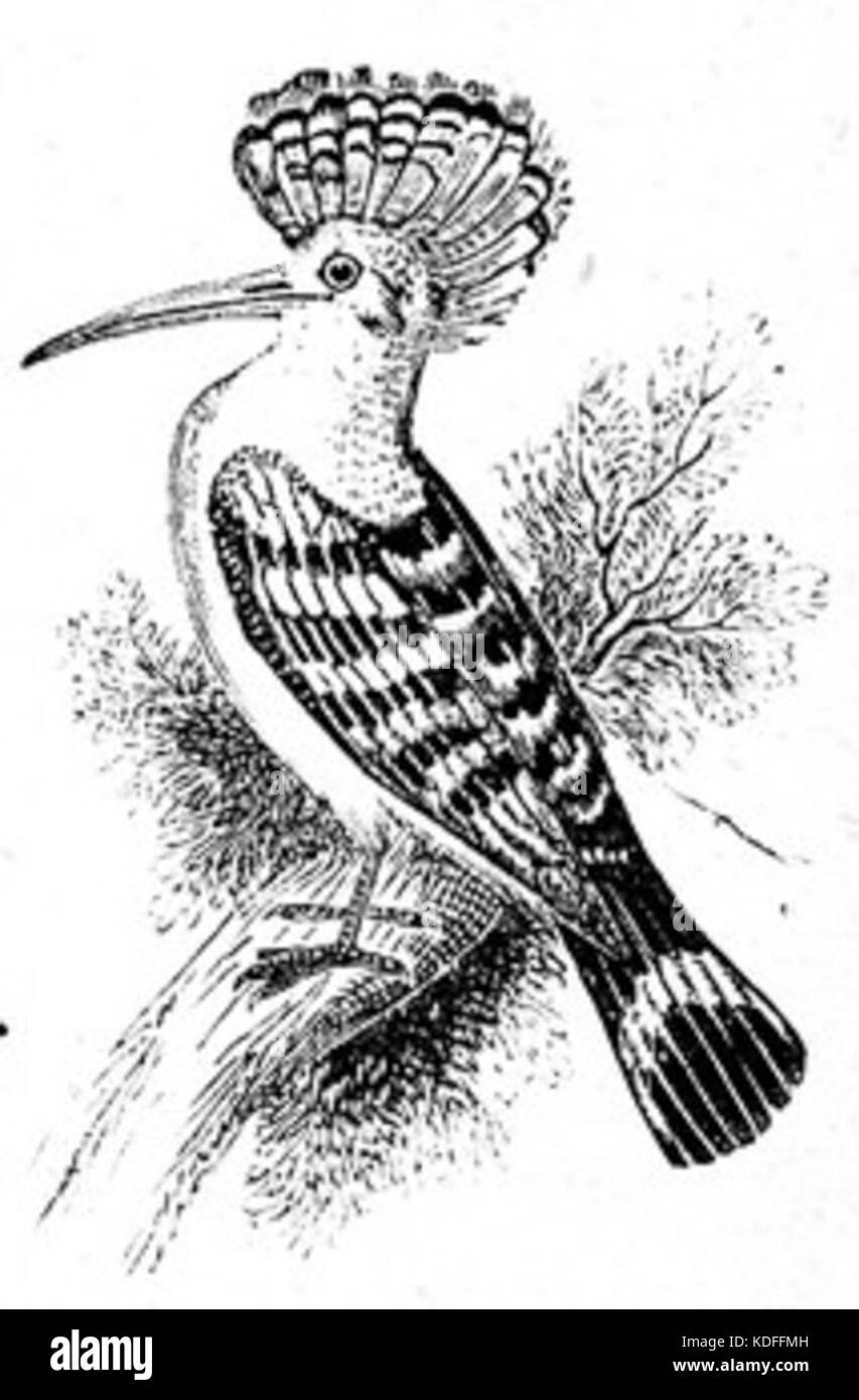 Hoopoe drawing hi-res stock photography and images - Alamy
