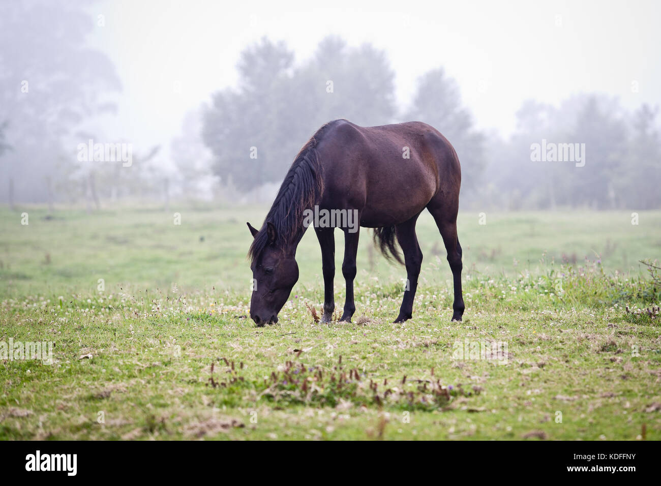 Asturcon pony hi-res stock photography and images - Alamy