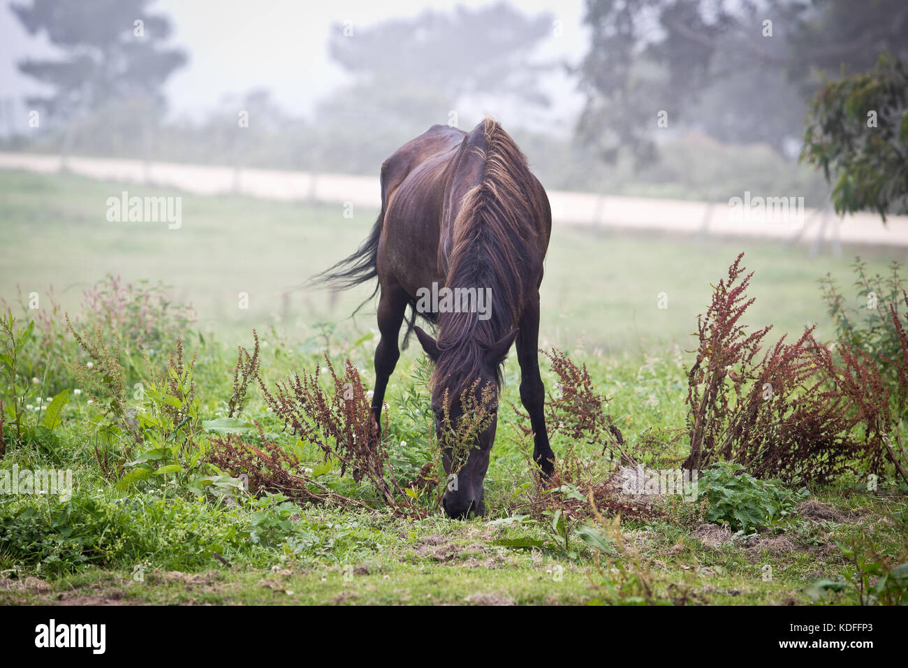 Asturian asturcón or pony is a race of rustic horse and of small size ...