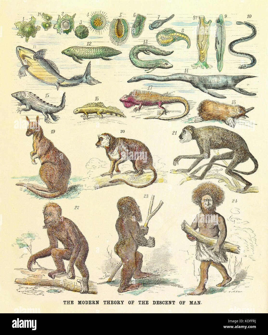 Human family tree chart hi-res stock photography and images - Alamy