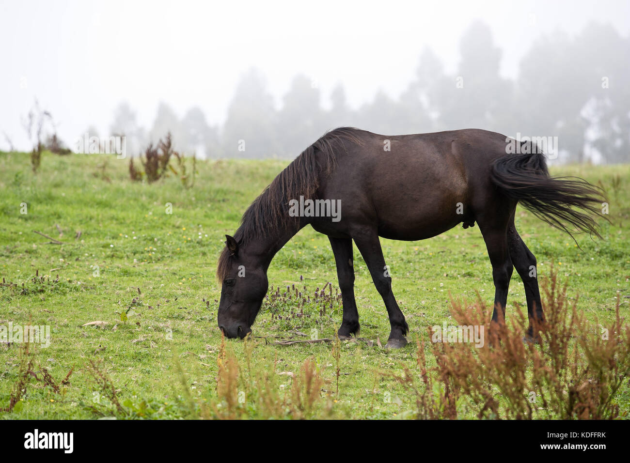 Asturcon pony hi-res stock photography and images - Alamy