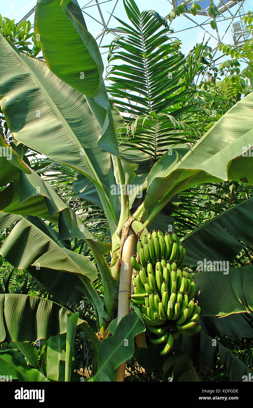 Banana tree growing in the tropical domes of the Eden Project in ...