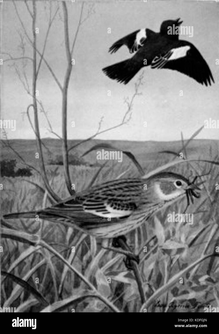 Lark Bunting Image Stock Photo - Alamy