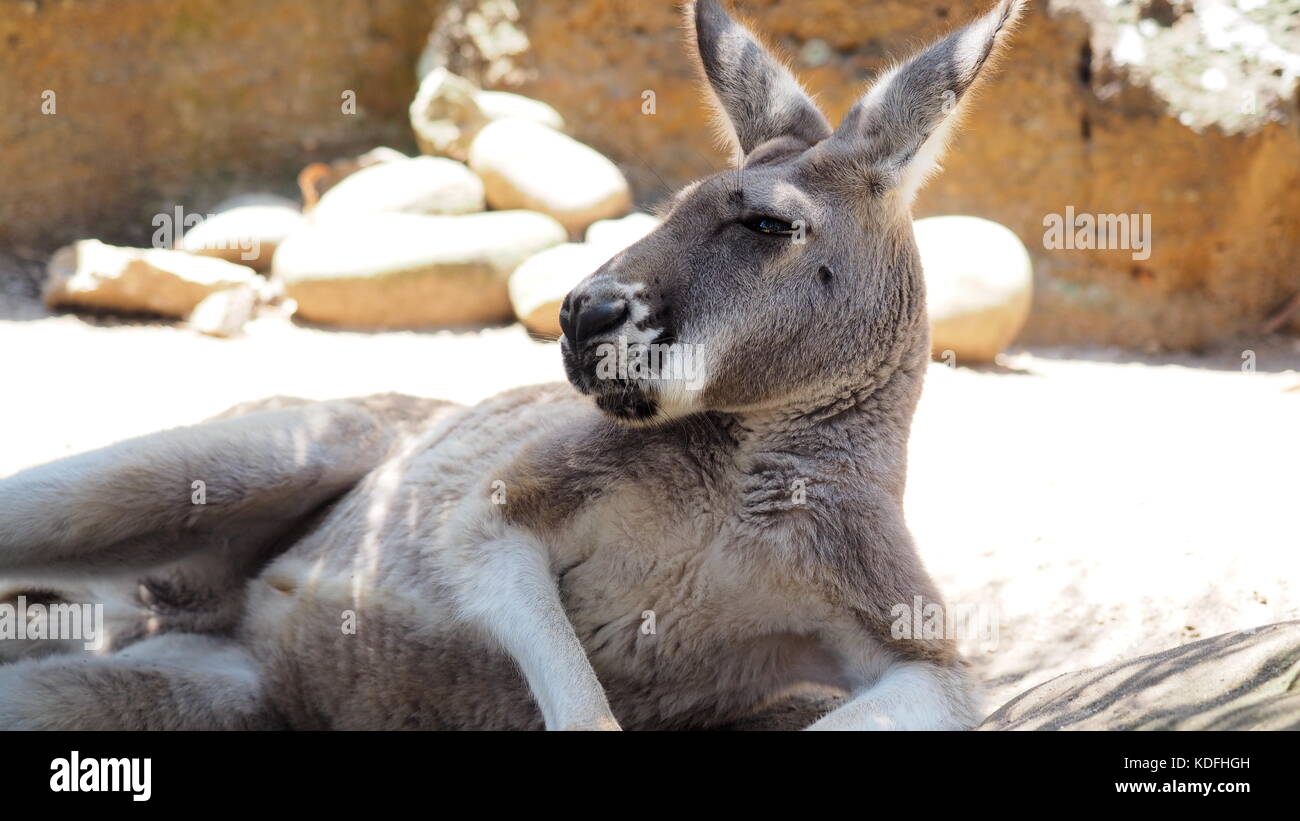 Resting kangaroo hi-res stock photography and images - Alamy