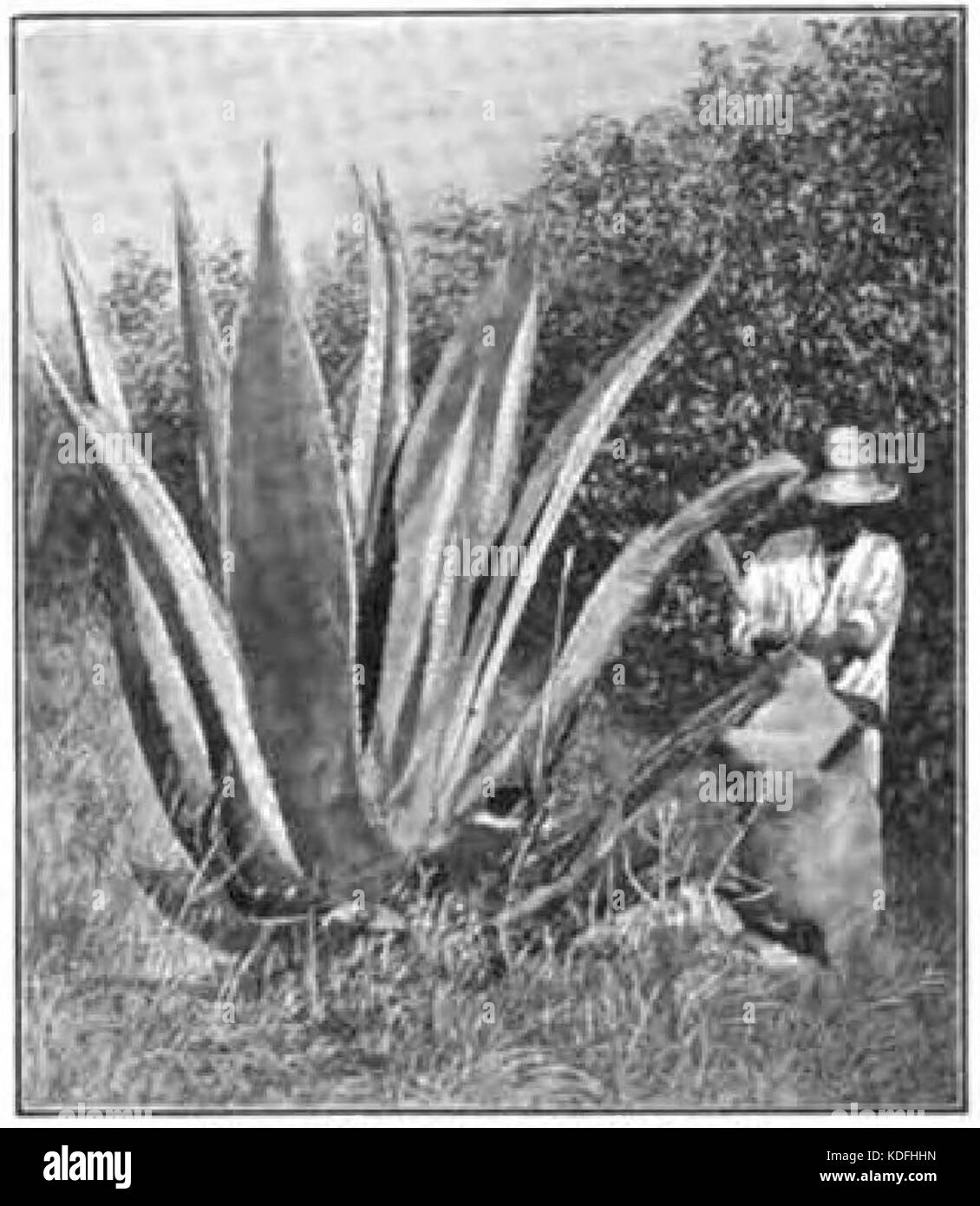 Pulque production hi-res stock photography and images - Alamy