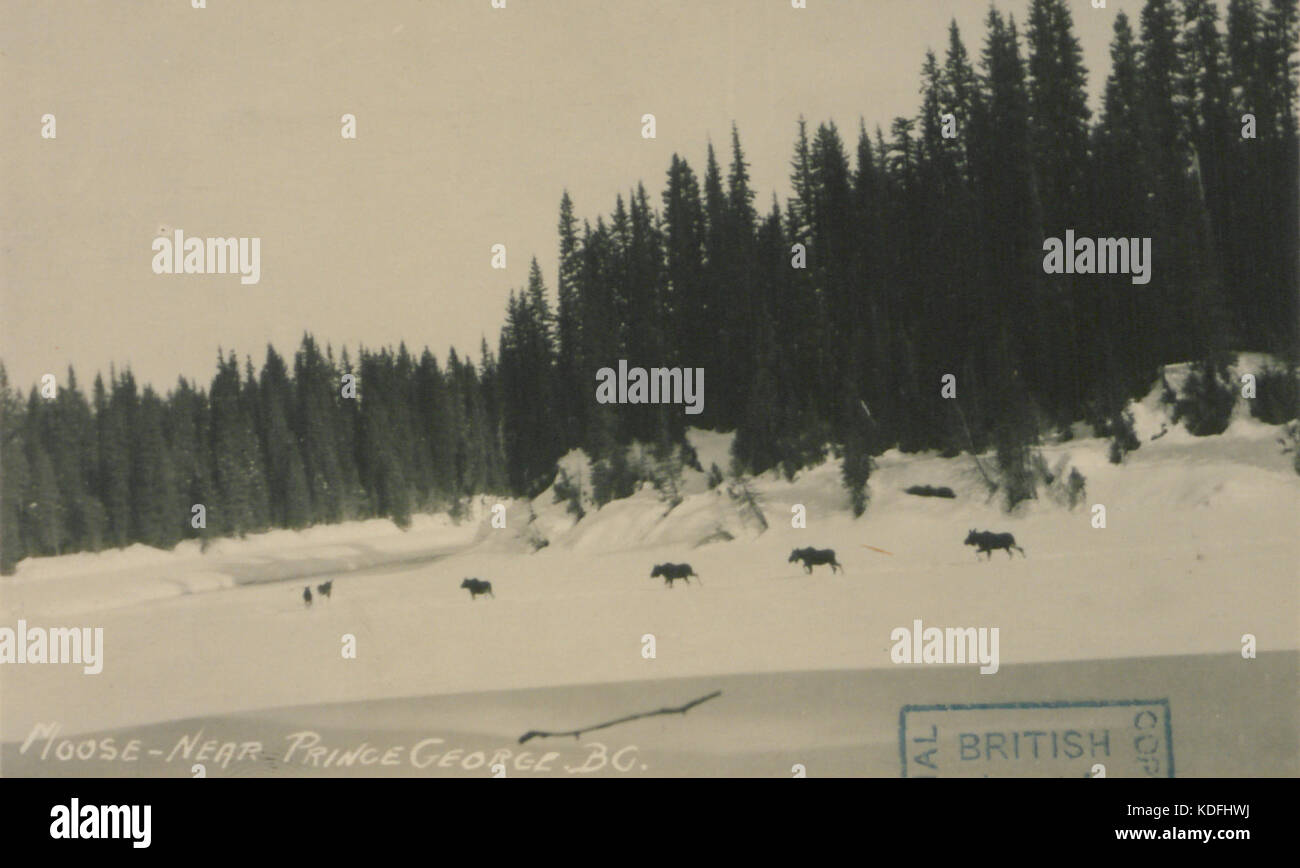 Moose, near Prince George, British Columbia (HS85 10 41526 Stock Photo ...