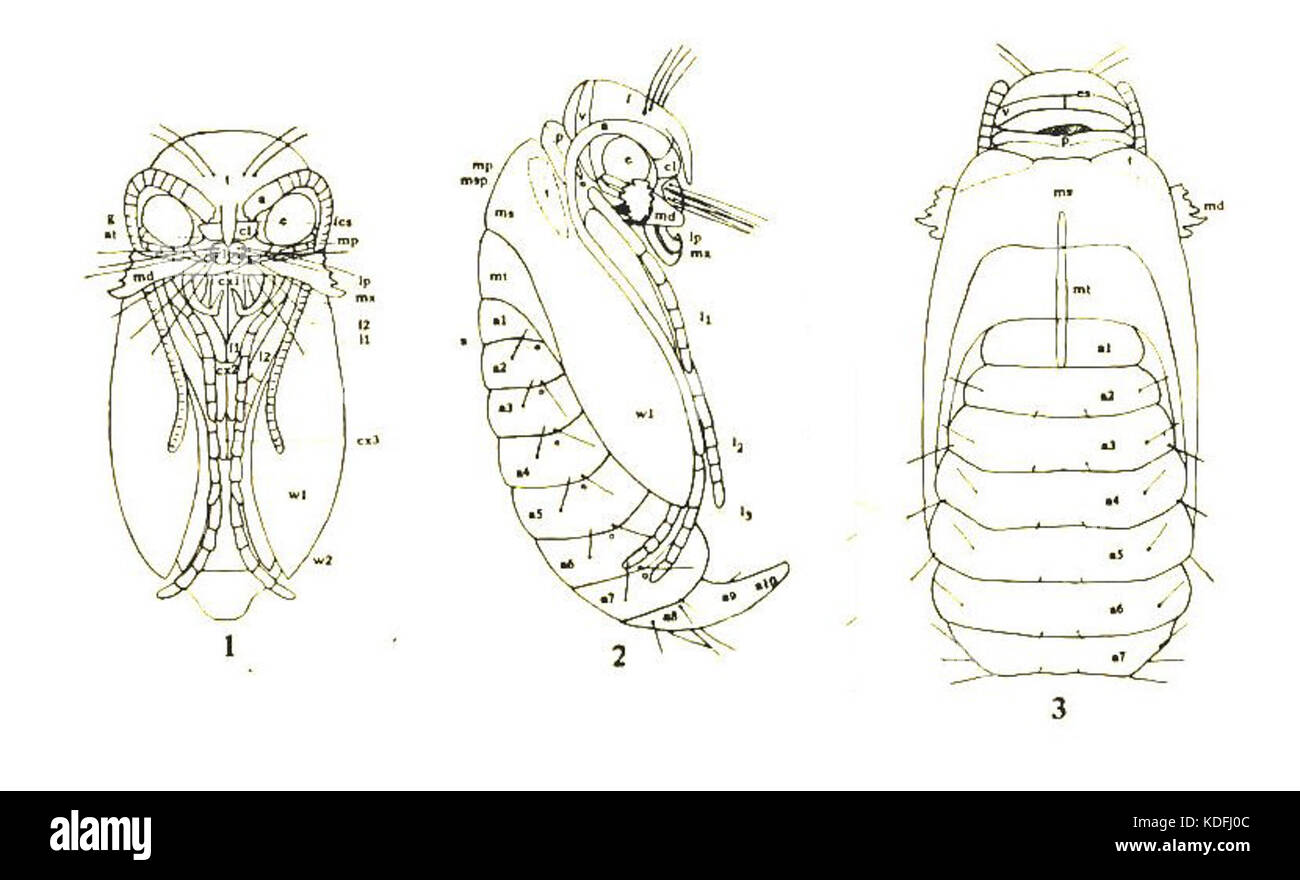 Larvae pupae Cut Out Stock Images & Pictures - Alamy