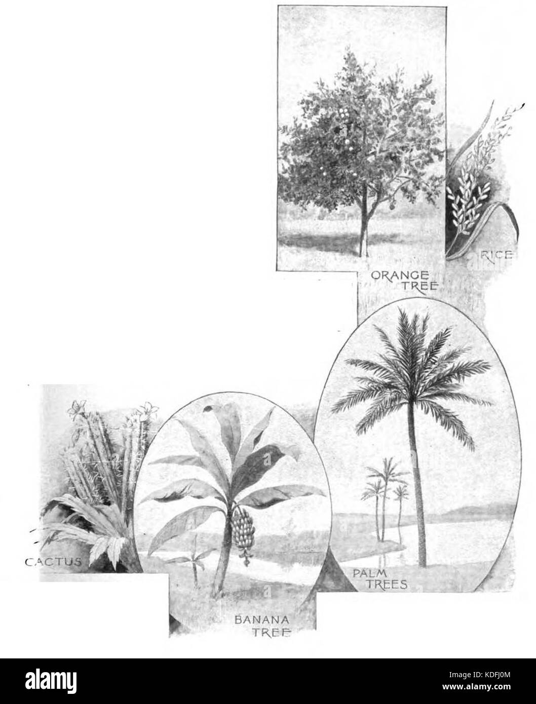 Torrid zone Cut Out Stock Images & Pictures - Alamy