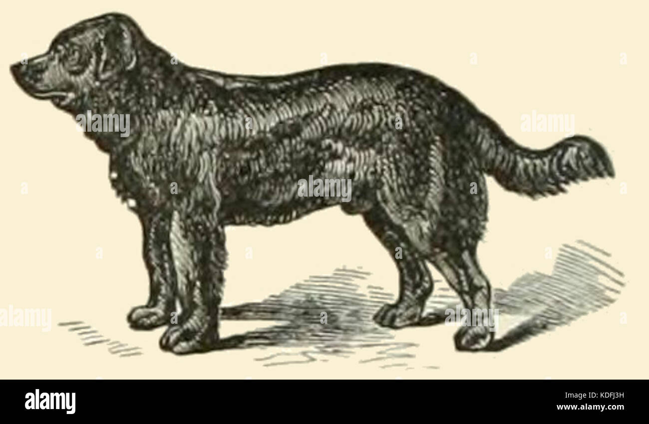 Newfoundland Dog Drawing Stock Photo - Alamy