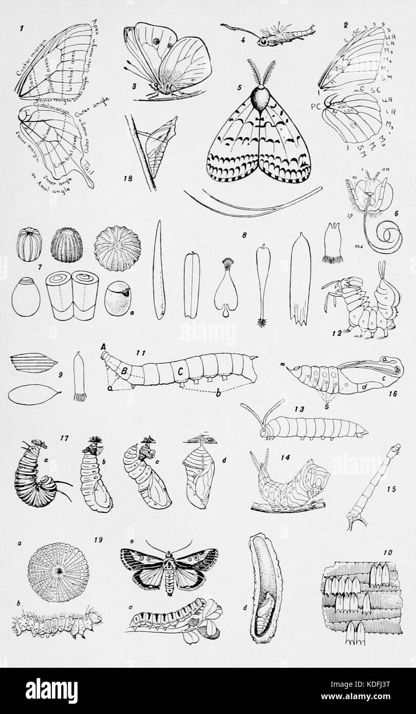 Wings butterflies Black and White Stock Photos & Images - Alamy