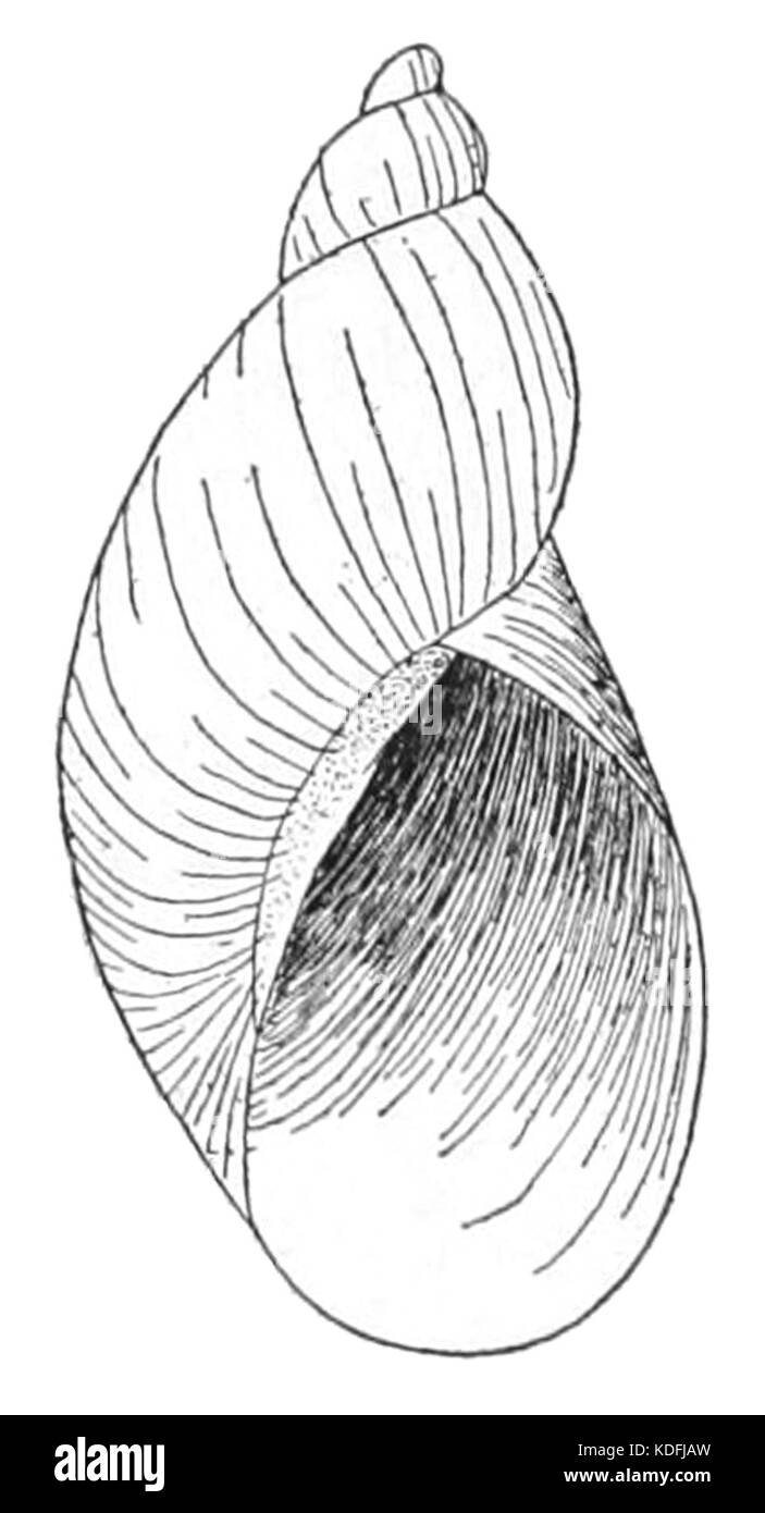 Novisuccinea chittenangoensis shell Stock Photo - Alamy