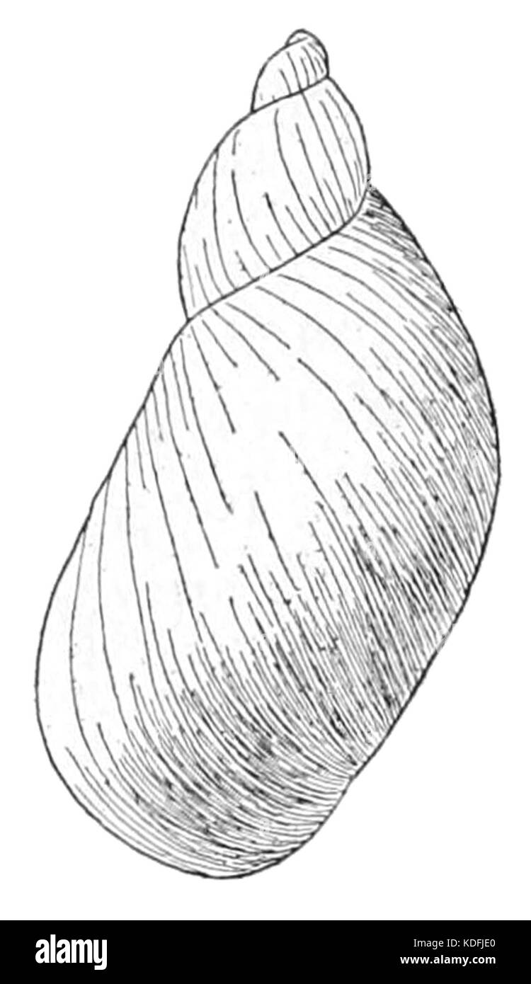 A specimen of Novisuccinea chittenangoensis, a rare species of snail ...