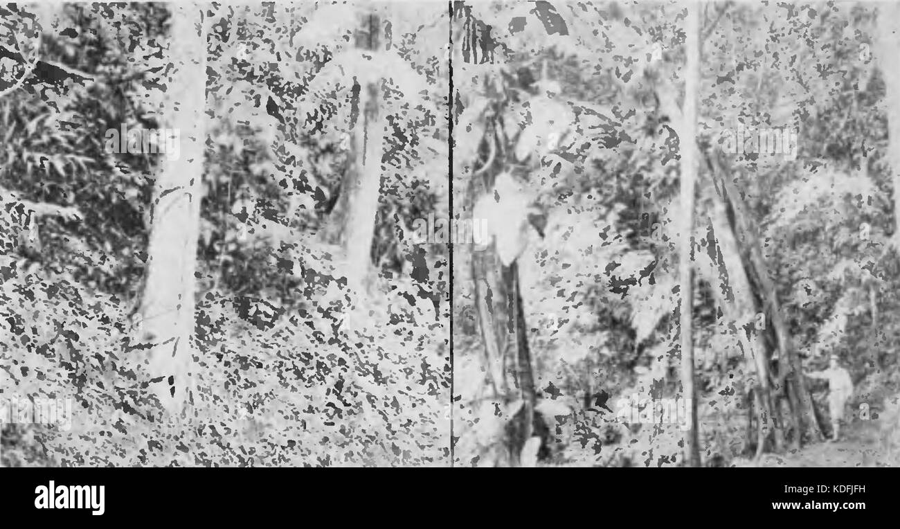 Strangler tree Black and White Stock Photos & Images - Alamy