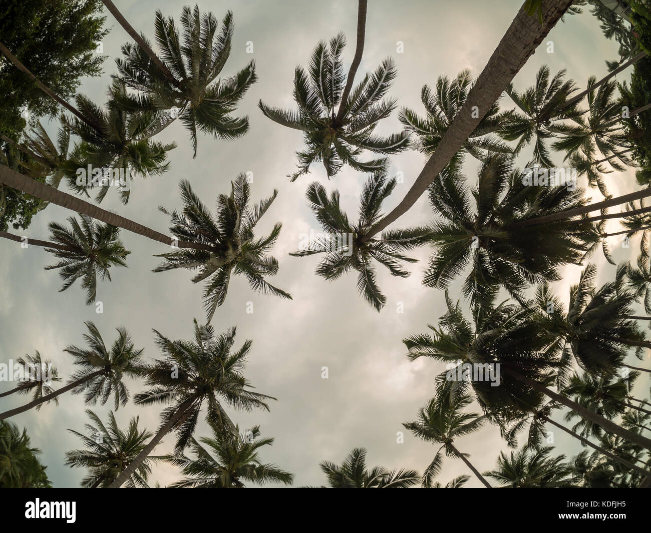 Tropical Coconut trees Stock Photo - Alamy