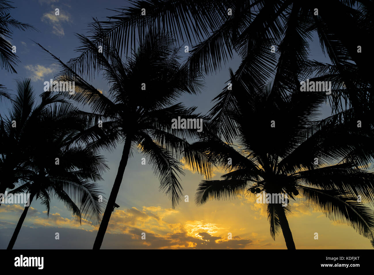 Tropical Coconut trees Stock Photo - Alamy