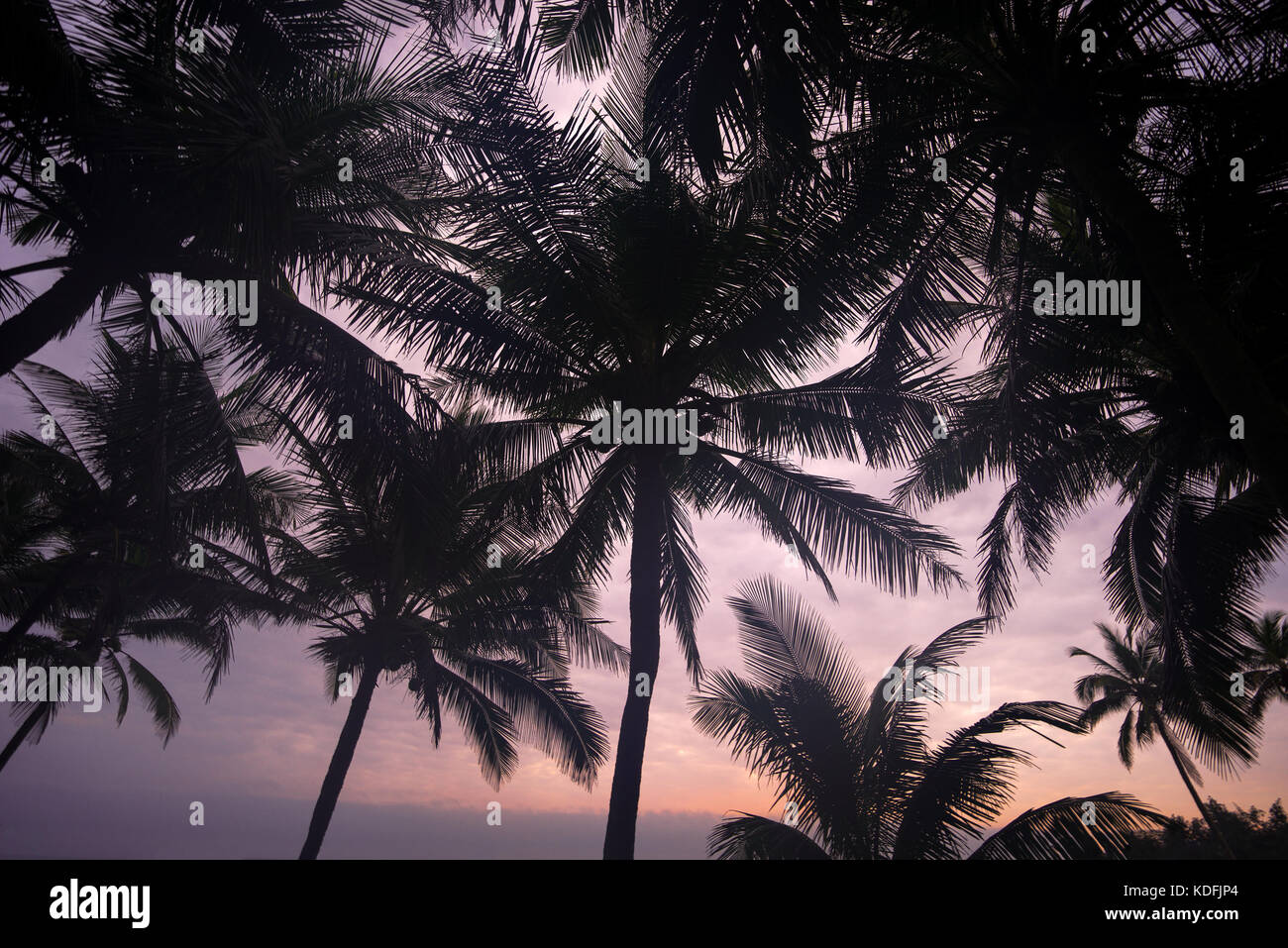 Tropical Coconut trees Stock Photo - Alamy