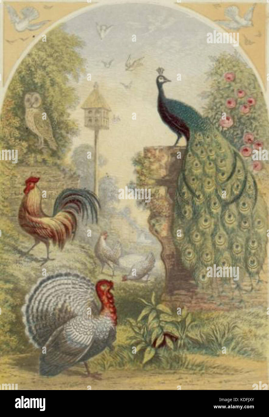 Peacock and Friends Stock Photo - Alamy