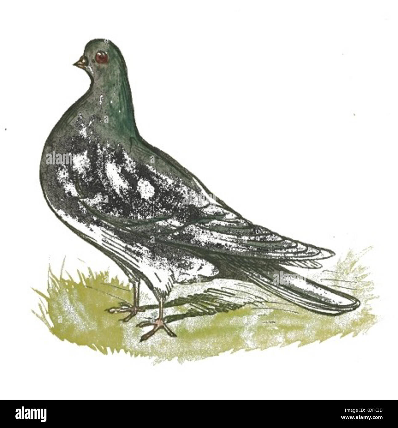 Pigeon Bird Drawing Stock Photo - Alamy