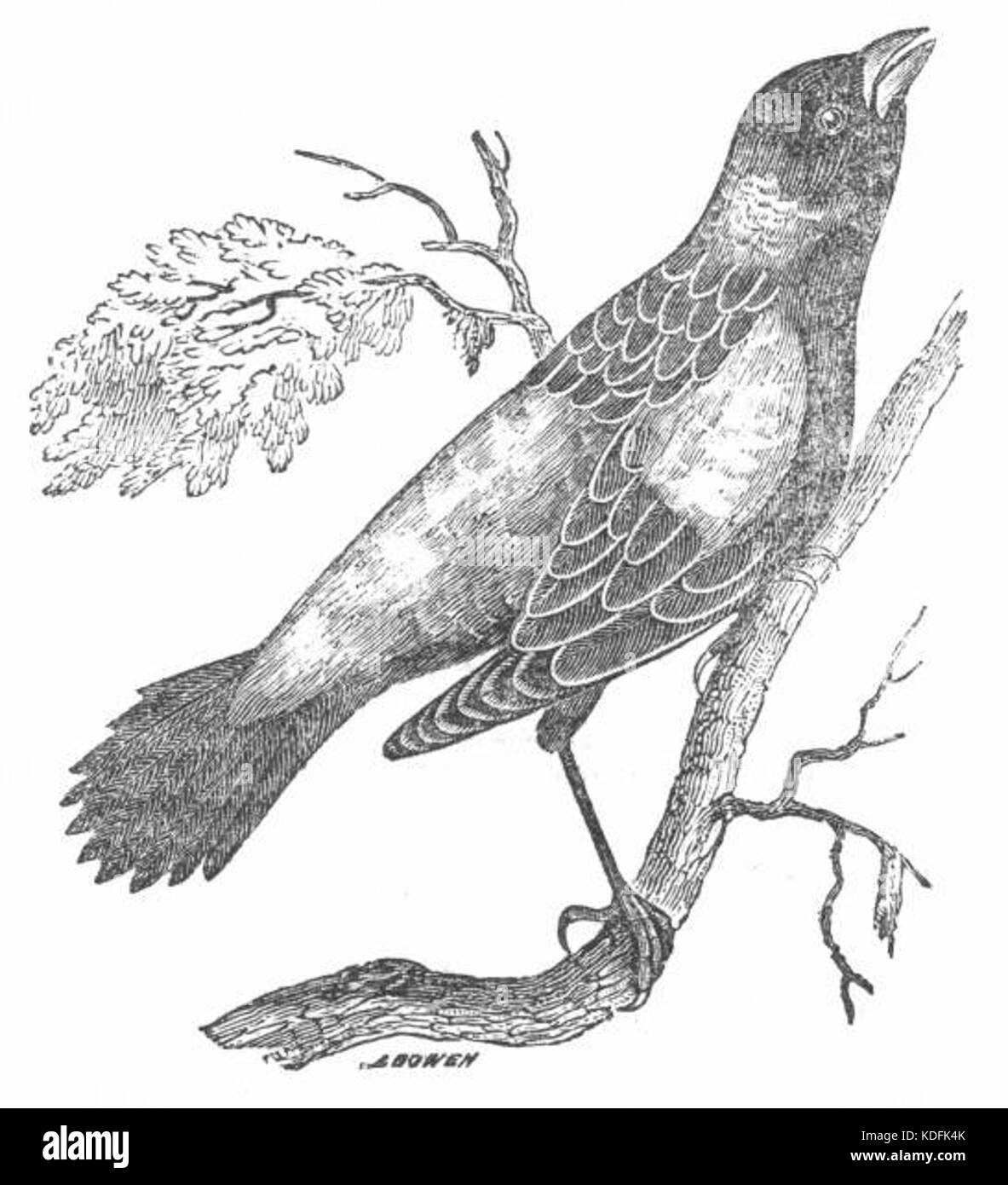 Rice Bunting Drawing Stock Photo - Alamy