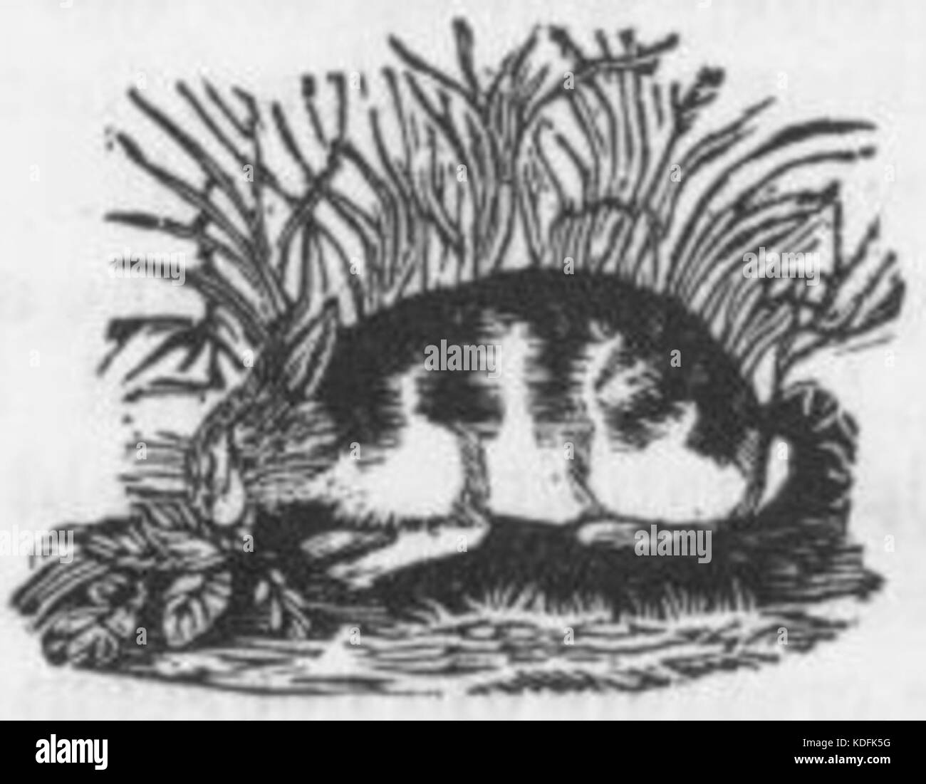 Rabbit illustration hi-res stock photography and images - Alamy