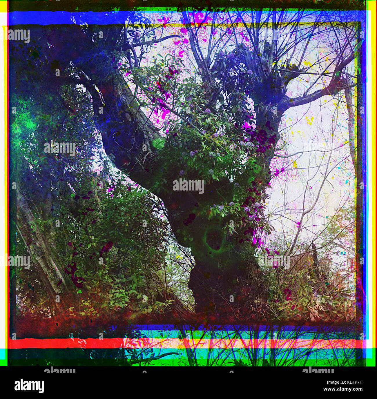 Chinar Tree High Resolution Stock Photography and Images - Alamy