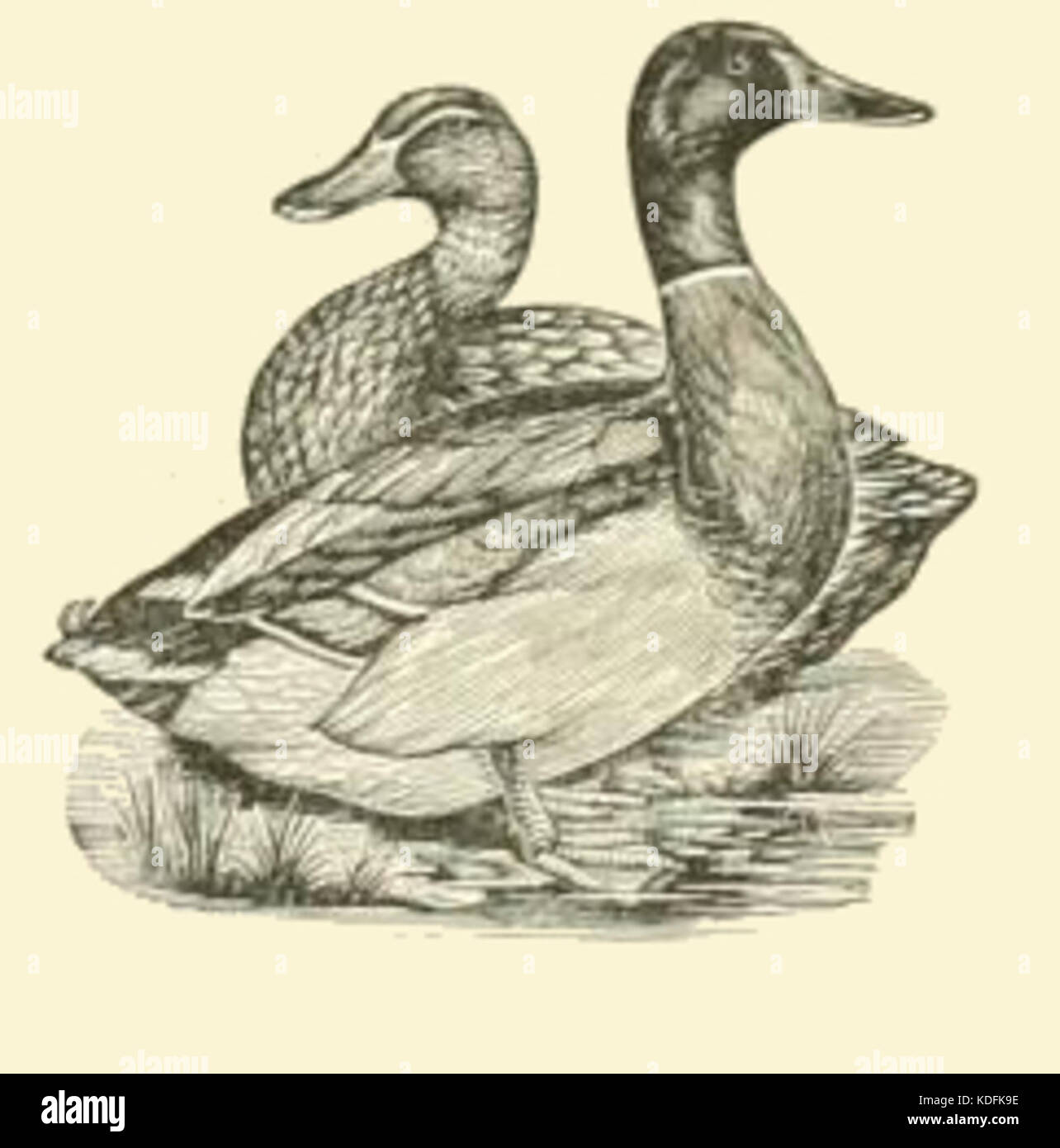 Rouen Duck Drawing Stock Photo - Alamy