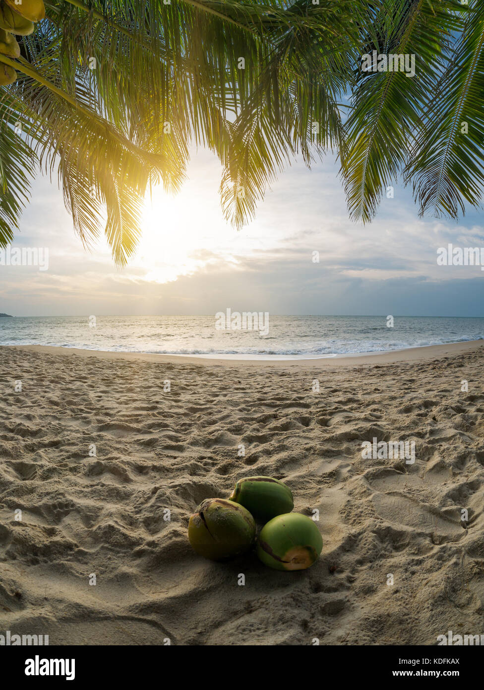 tropical beach with palm coconut trees Stock Photo - Alamy