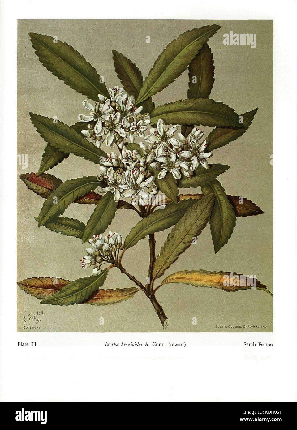 Sarah Featon was a 19th-century New Zealand botanical artist, best ...