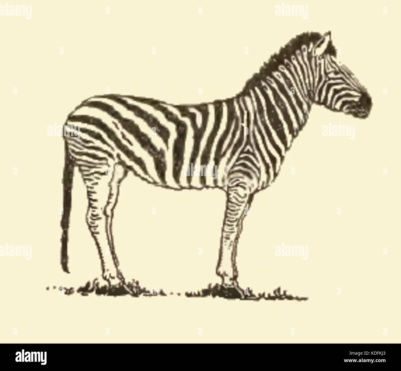 Simple Zebra Drawing Stock Photo - Alamy