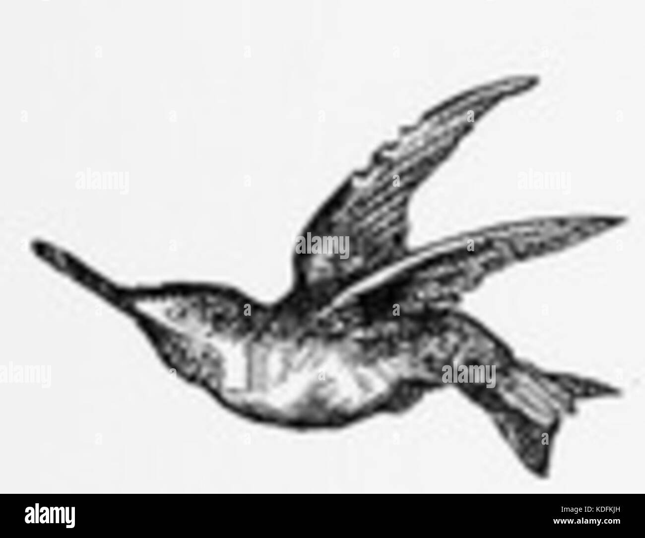 Small Hummingbird Drawing Stock Photo - Alamy