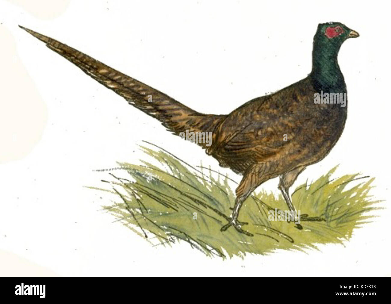 Pheasant drawing hi-res stock photography and images - Alamy