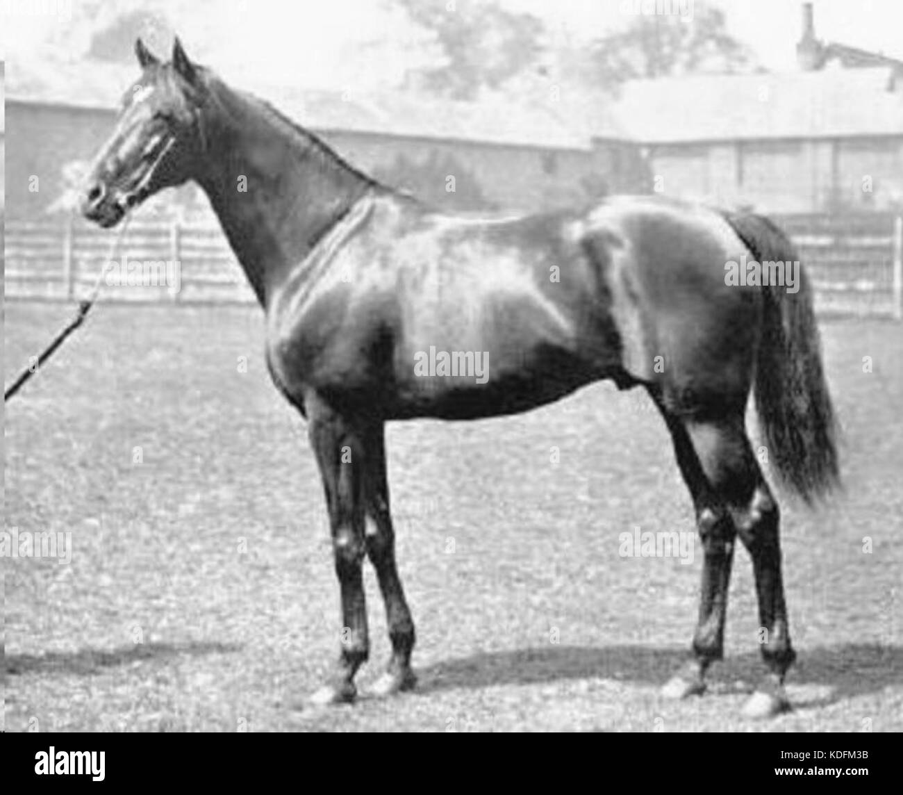 Horse Orme 2 Stock Photo - Alamy