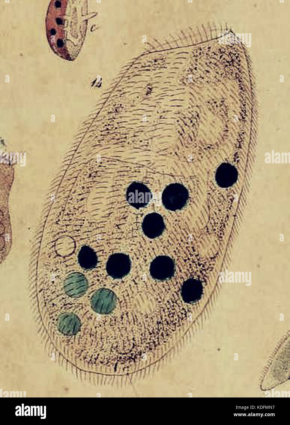 Leucophrys patula as drawn by Stepan Kutorga Stock Photo - Alamy