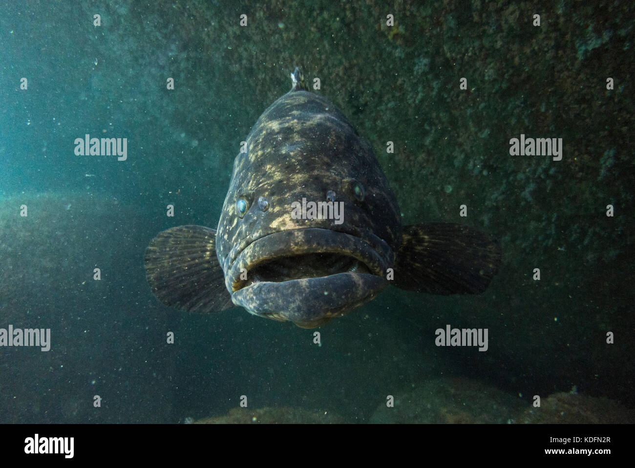 Goliath grouper hi-res stock photography and images - Alamy